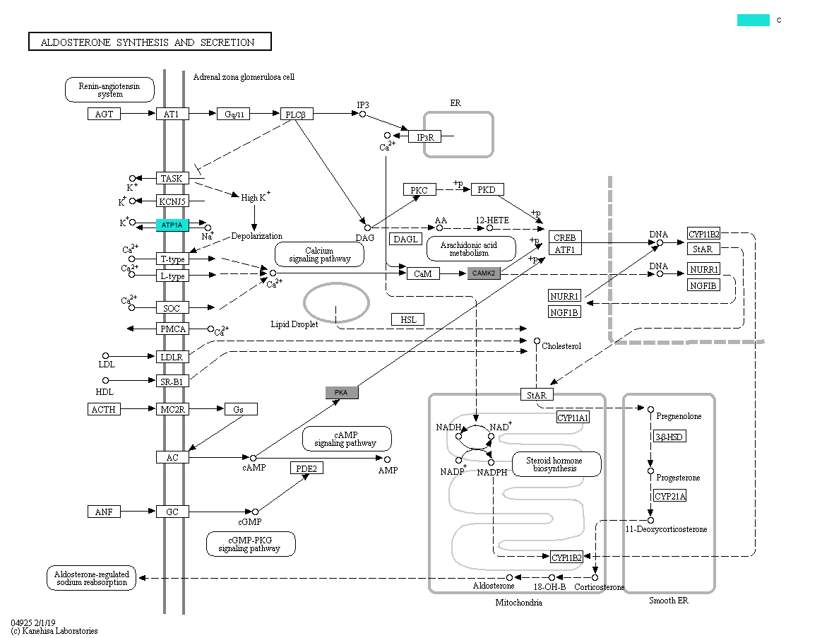 KEGG PATHWAY: Aldosterone synthesis and secretion - Reference pathway